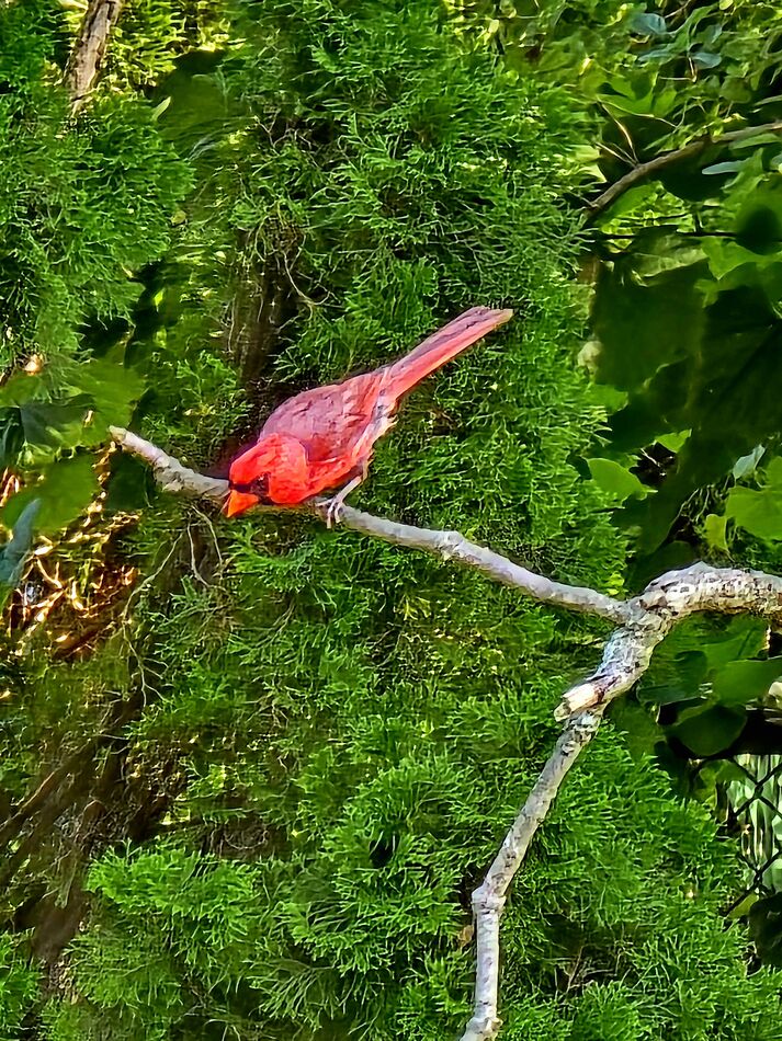 Cardinal: From the house...