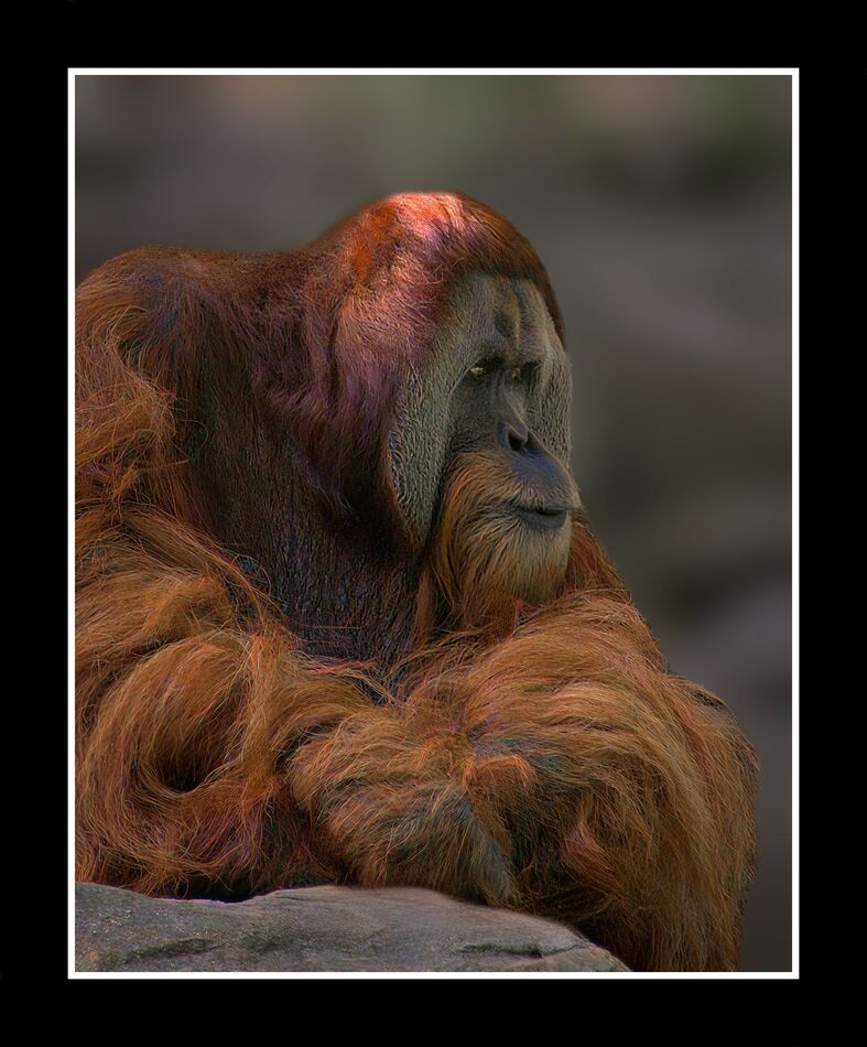 Ape Portraits: Ape Portraits at the Cinti Zoo...