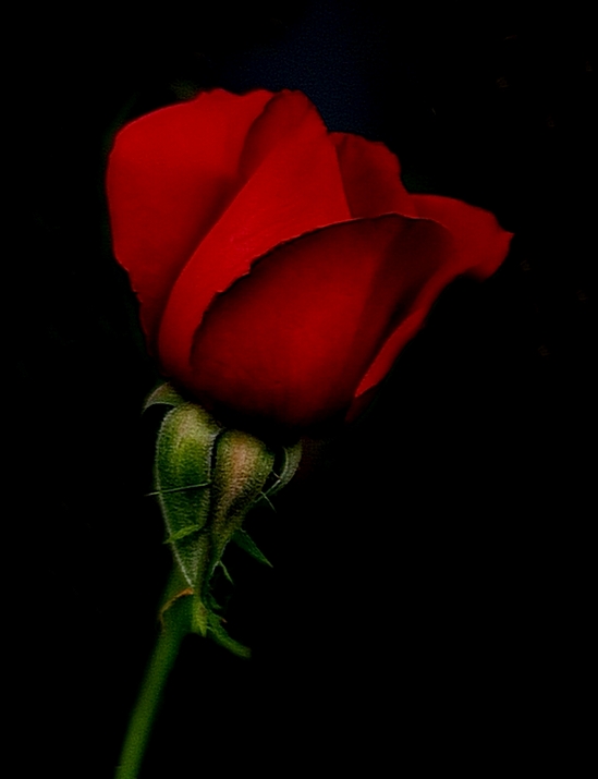 "Wichura's Rose.": Lens: SMC Takumar F 70-210mm Camera: Pentax k-70 ...