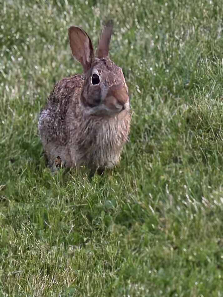 Rabbit At Dusk: :sm02:...