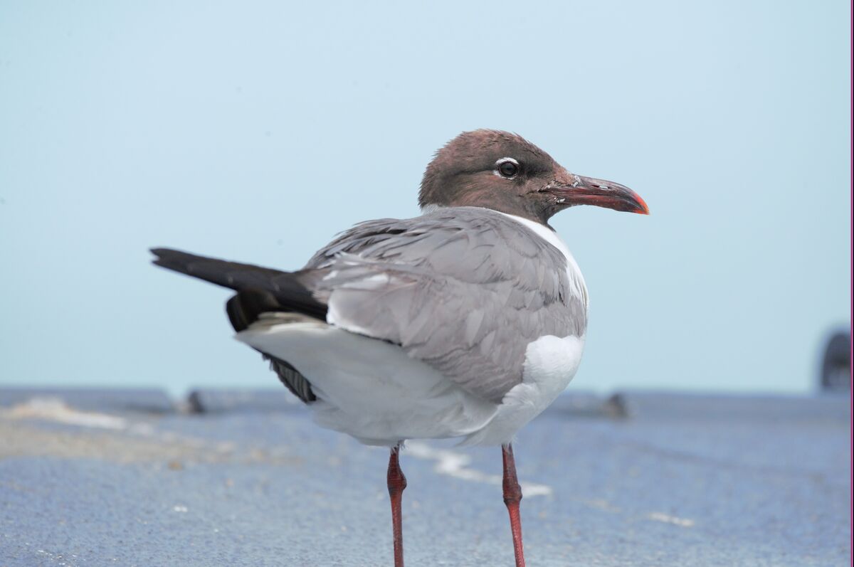 Birds at Fort Morgan,Alabama: I visited the pier at Fort Morgan, Al ...