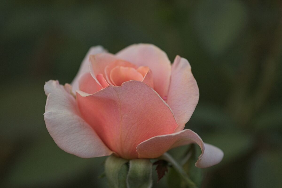 Roses-editing: I am experimenting with different effects, trying to ...