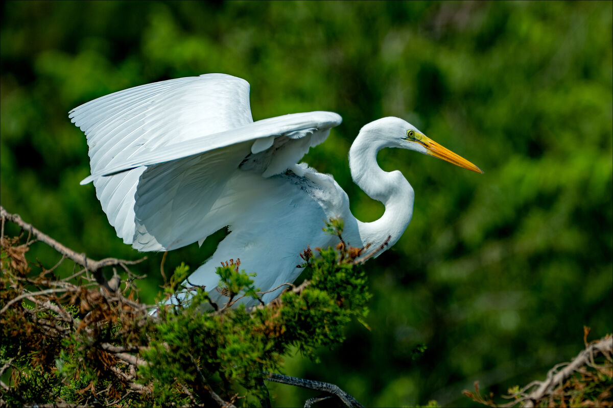 Ocean City Rookery, Part 1: This weekend's photo expedition was a ...