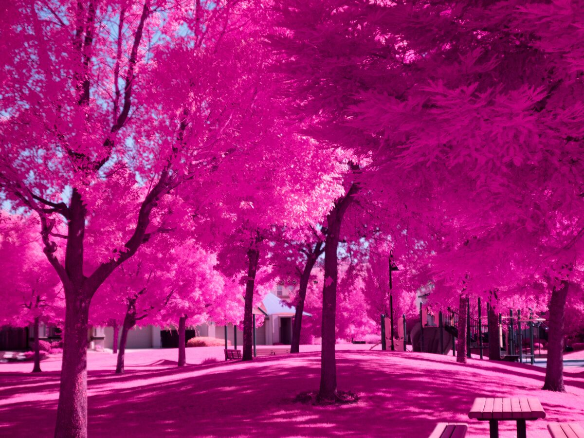 Candy Pink with the 1 filter solution: Yesterday, I used 3 filters that ...