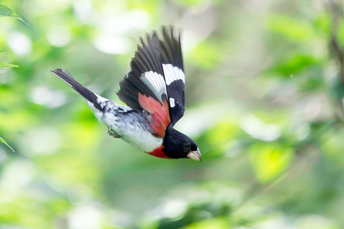 Rose-Breasted Grosbeak in-flight: Pretty male Rose-breasted Grosbeak ...