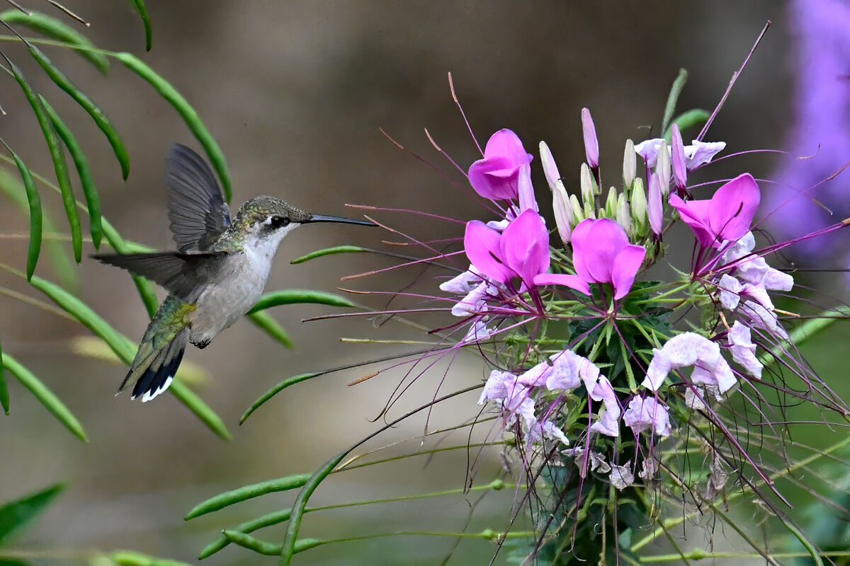 Hummer of summer : first impressions: Backyard, Cary, NC. July 3rd ...