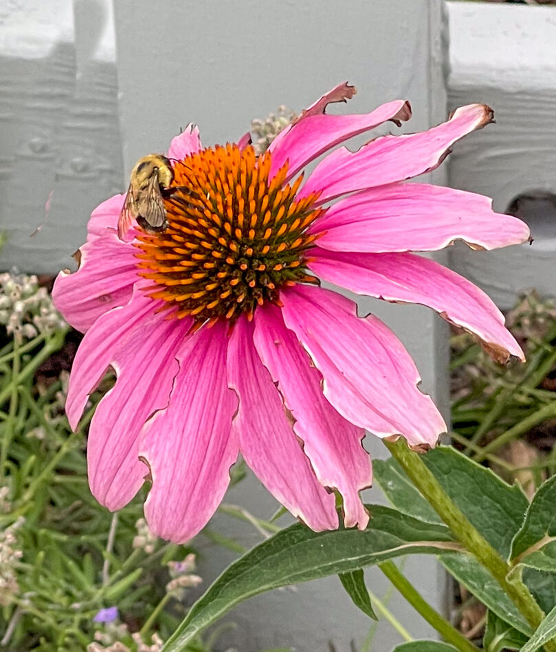 Bee experience: During my recent photo excursions I have captured ...