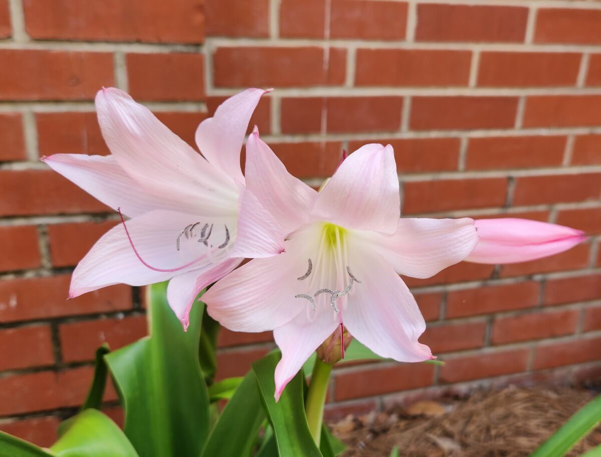 Criteria for delicate colors: First post here. Any "rules of thumb" for ...