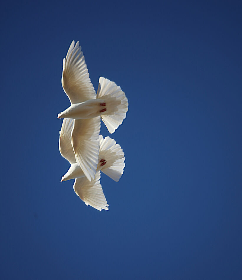 Birds in flight: (1) Two of my homing pigeons (2) Seagulls over the ...