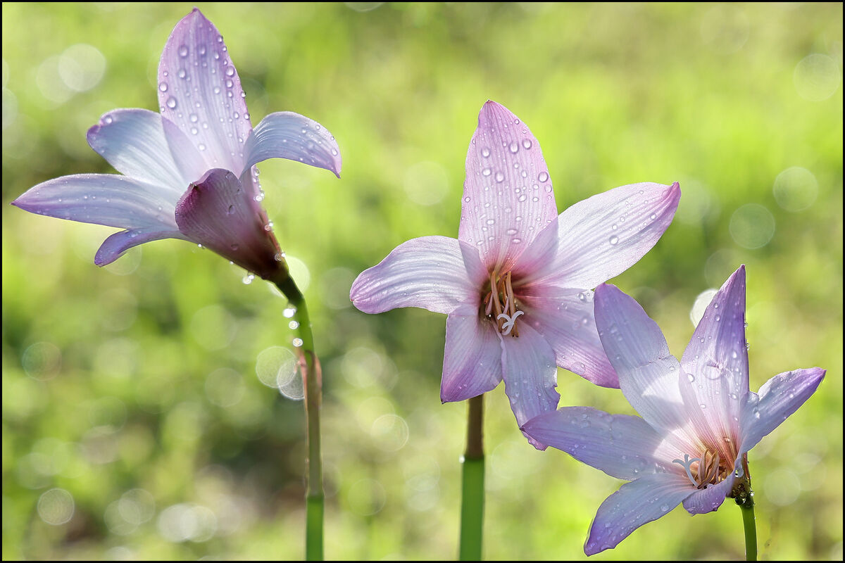 Rain Lily: We finally had some rain last week, and it looks like we ...
