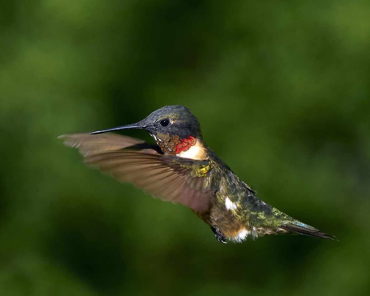 Another Hummingbird: This one is from last season too processed today ...
