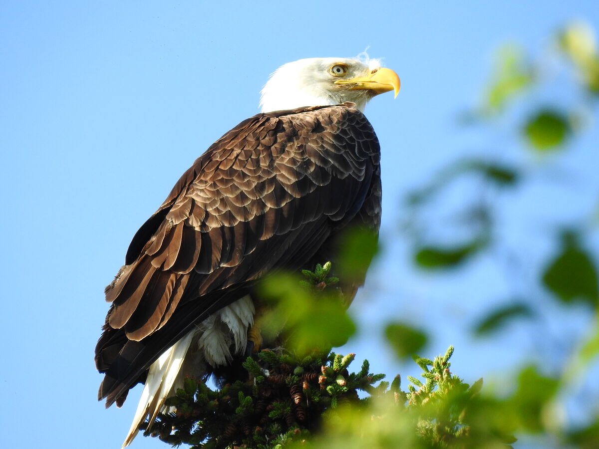 Happy Independence Day: Disclaimer—the shot of the eagle wasn’t from my ...