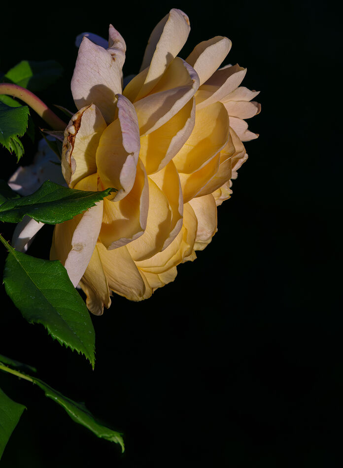 Yellow roses: A step into my backyard as the sun comes up provides me ...