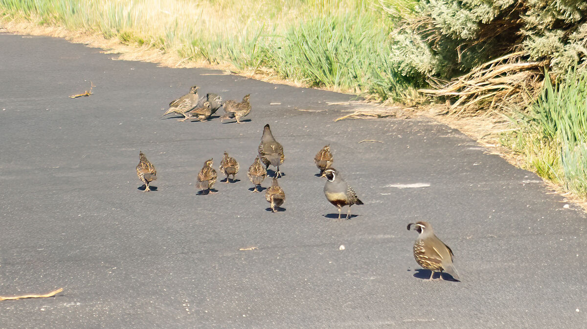 Out for a walk: As my dog and I go for a walk, we often encounter other ...