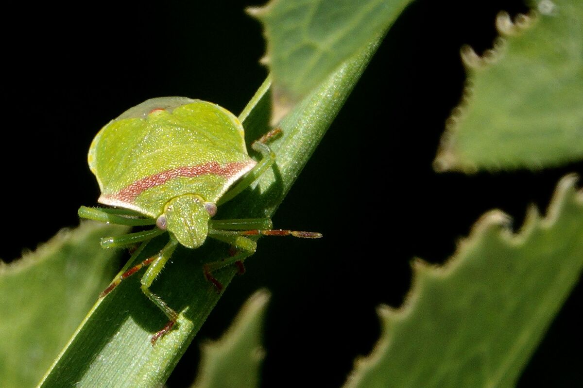 Mystery Bug: I have seen photos of this bug many times but I don't ...