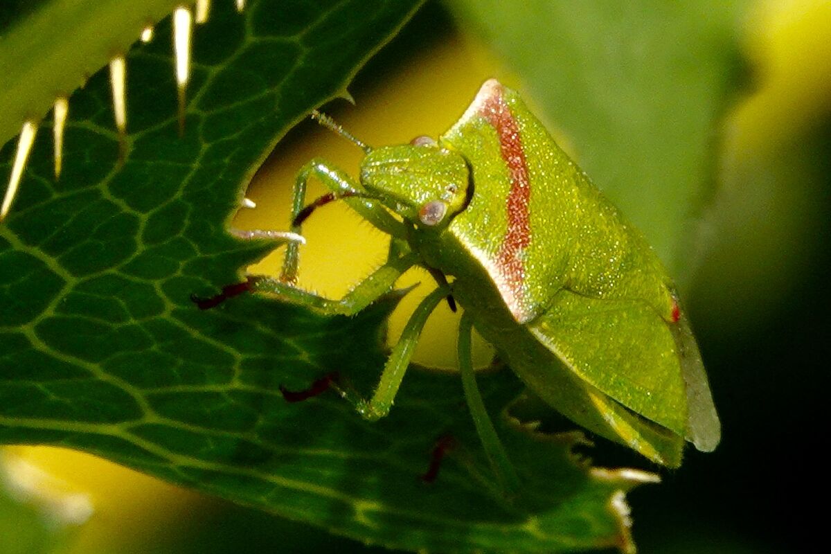 Mystery Bug: I have seen photos of this bug many times but I don't ...