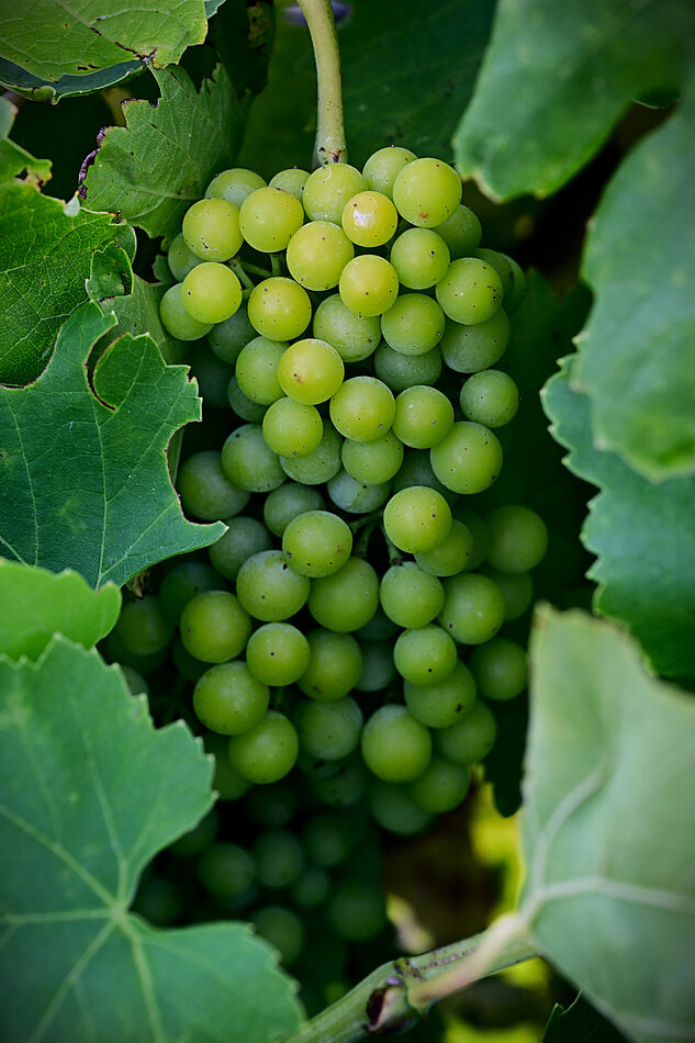 From Grapes to bugs and predator: Took a walk around the yard and found ...