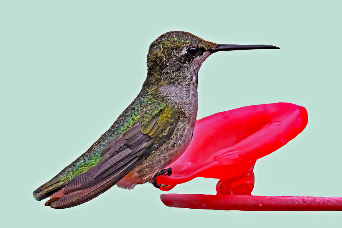 Two hummer shots : ISO 1100 versus 25600: In both cases, the ...