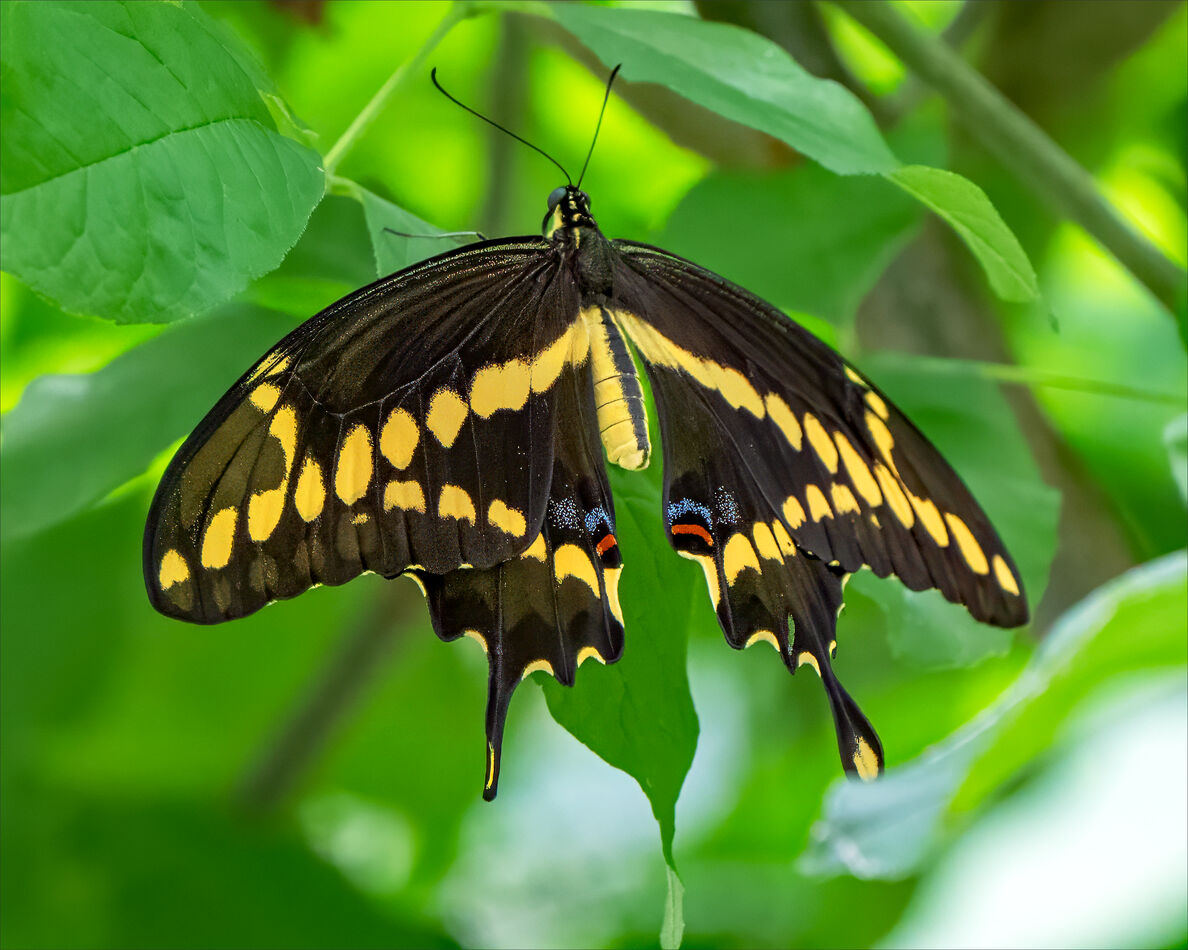 Churchville Nature Center Part 1: Sunday's photo foray was to the ...