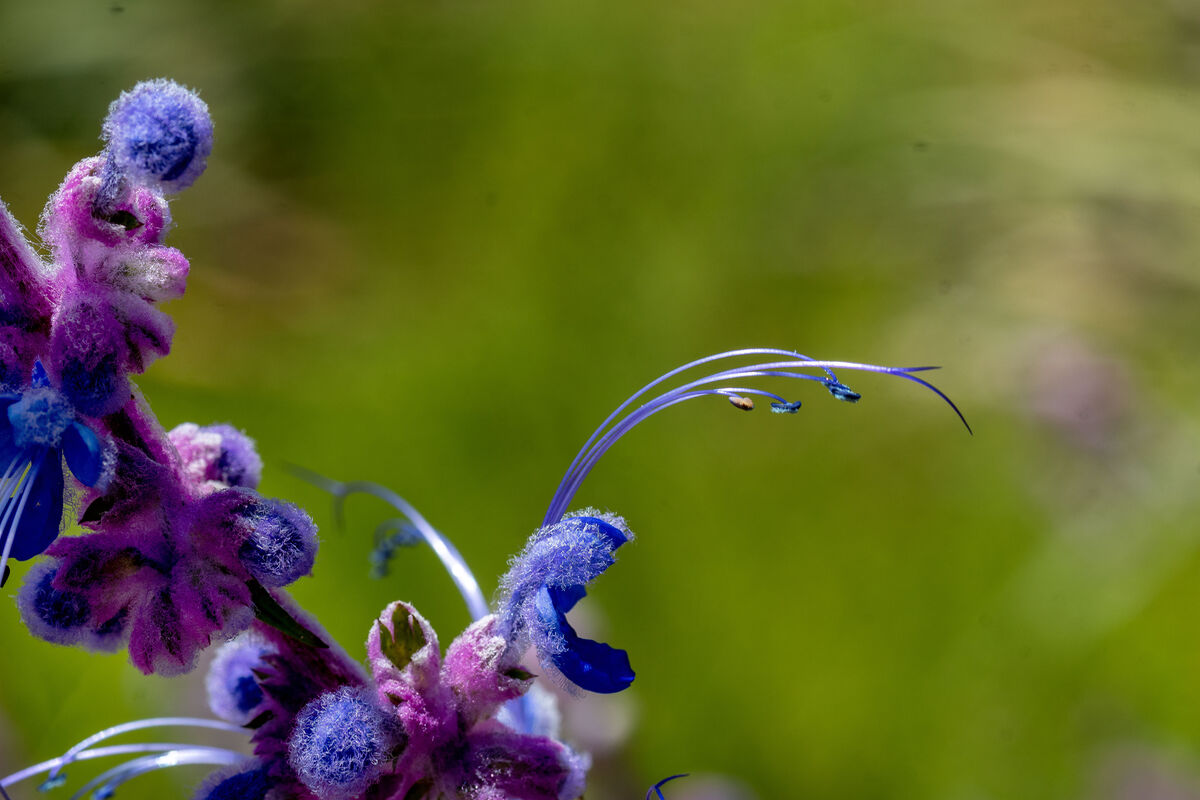 Woolly Blue Curls: Trichostema lanatum, or woolly blue curls are ...