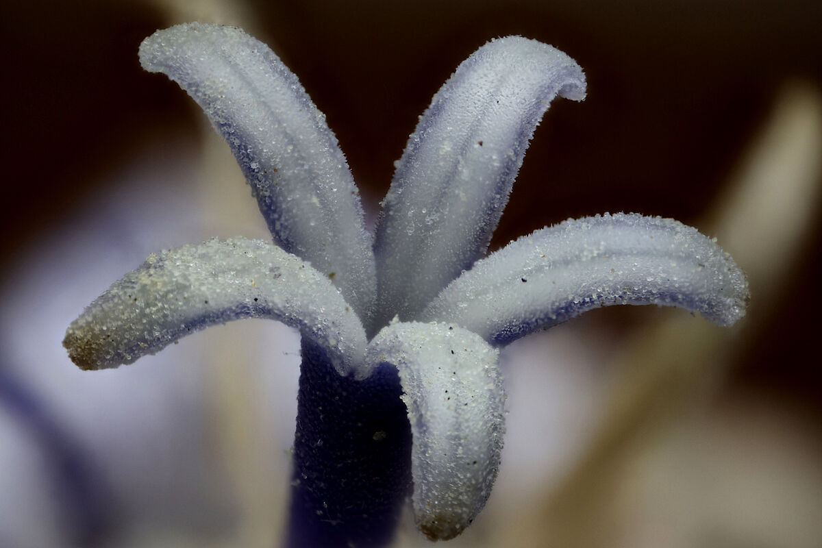 Flowers from Today's Bike Ride: 📷 Canon R10 Mirrorless Lenses used ...
