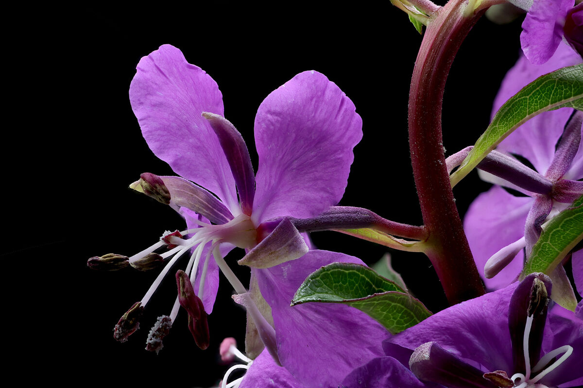 Flowers from Today's Bike Ride: 📷 Canon R10 Mirrorless Lenses used ...