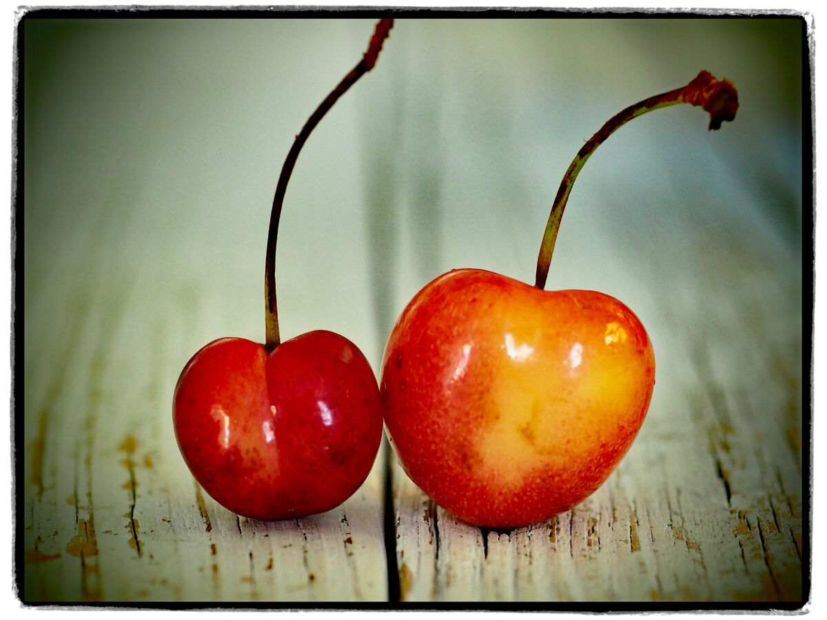 Giant Size...... :sm06: So, is this how cherries are grown now, Giant ...