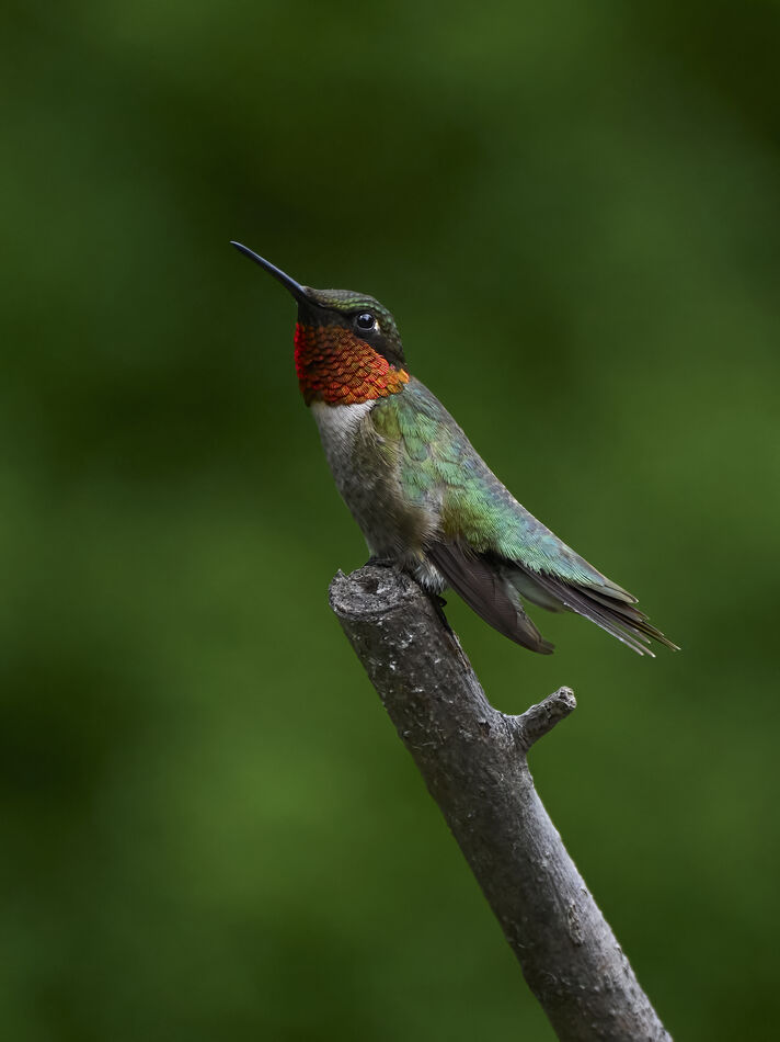 Mr. Hummer: As luck would have it, the male returned just as I was ...