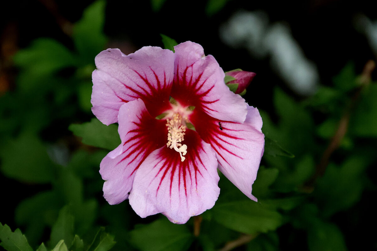 Rose of Sharon: The Rose of Sharon (Hibiscus syriacus) is a species of ...