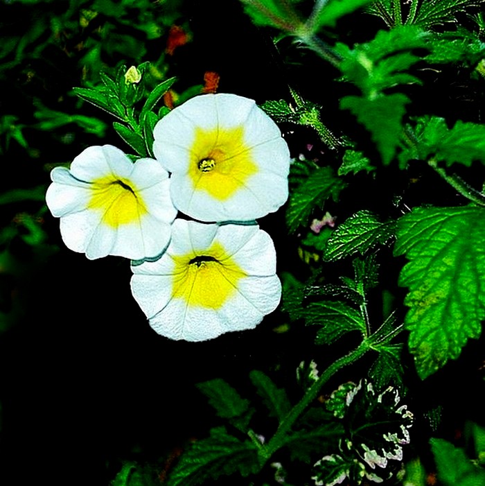 "Calibrachoa Parviflora (Juss.) D'Arcy Seaside Petunia: Lens: AFNikkor ...
