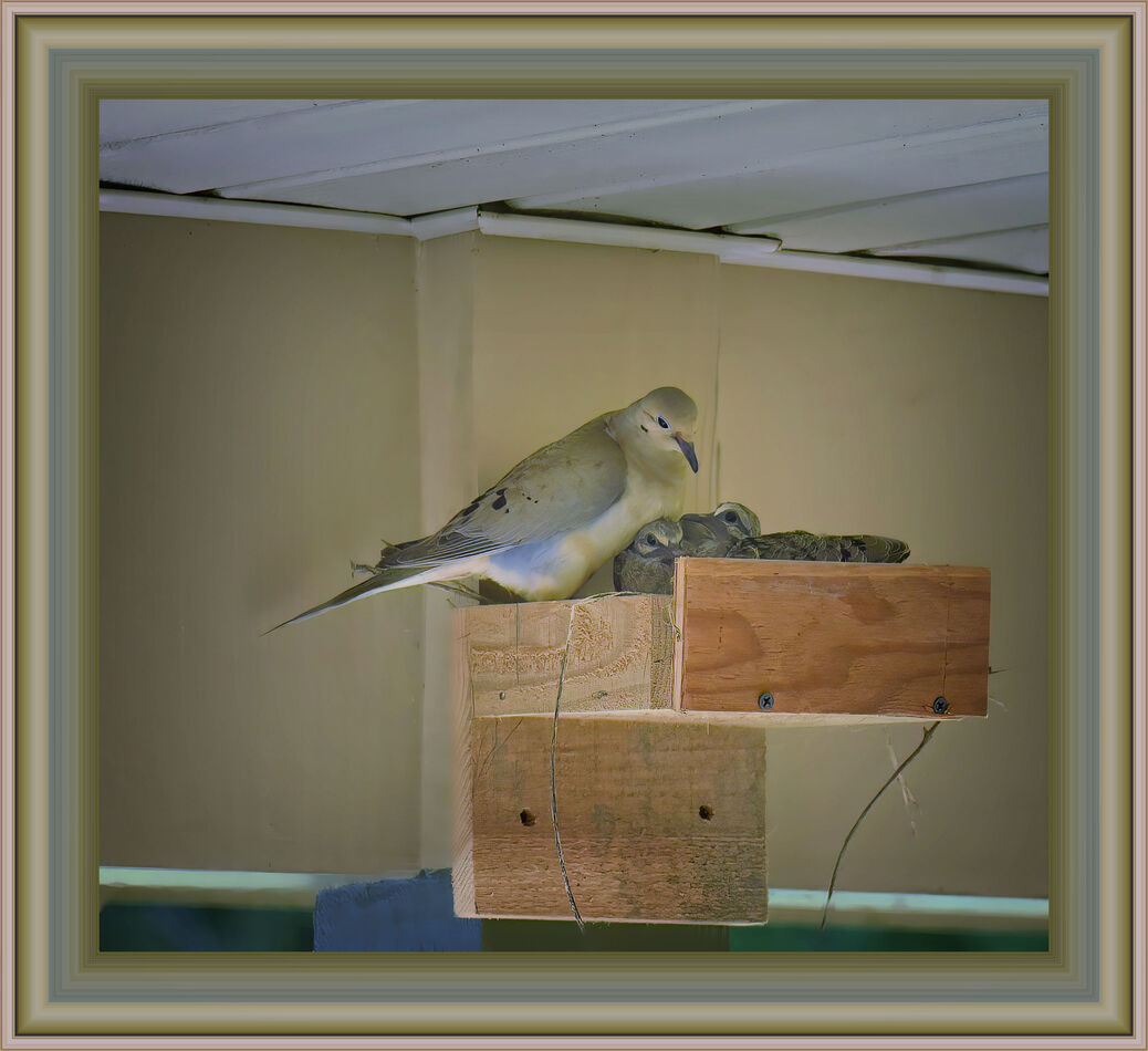 Doves: Post you see is in the middle of a rear porch area. In each ...