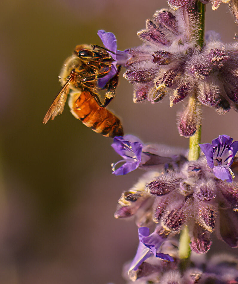 Some bees: During our walks we are encountering more bees. I hope that ...