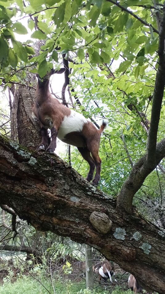 Mountain climbing? One our daughter's young goats 6 feet up in an apple ...
