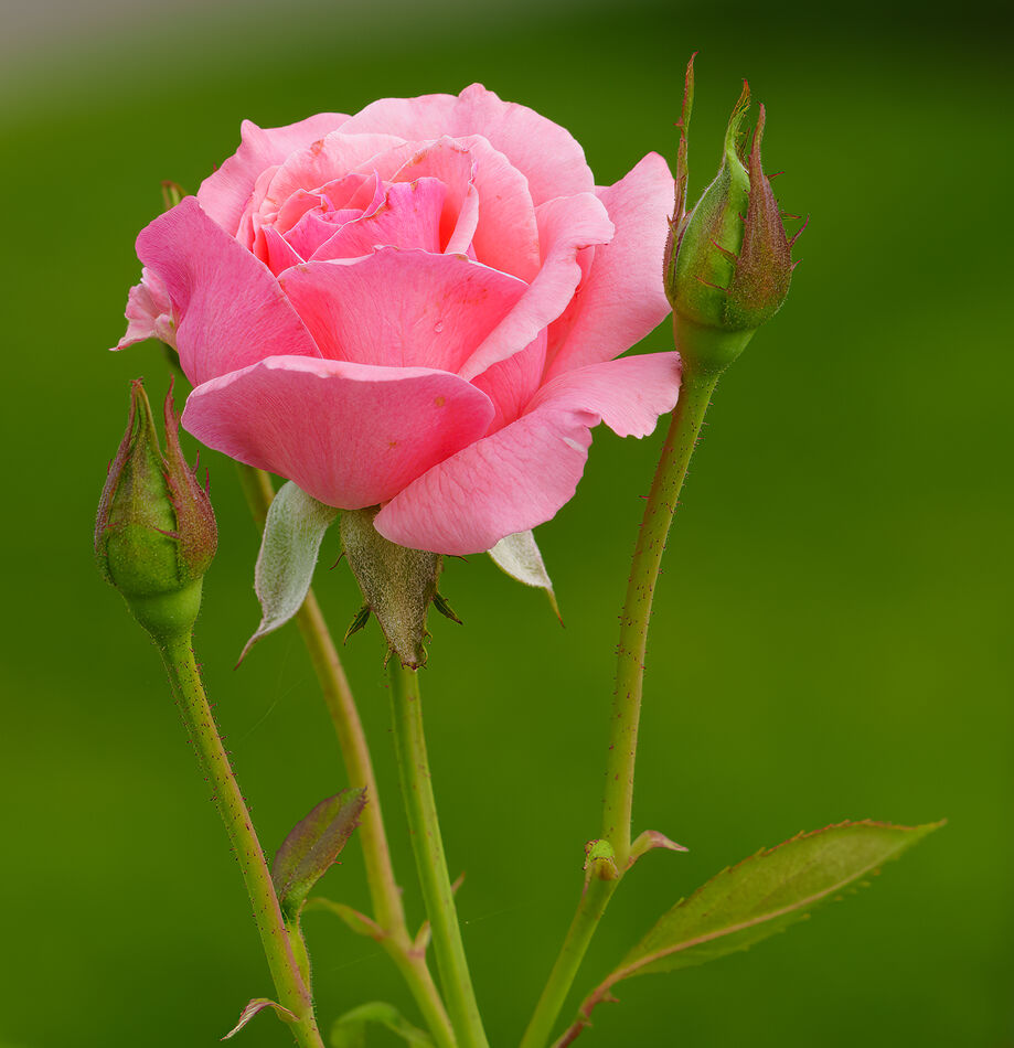Just walk flowers: Unlike my hiking excursion up Little Cottonwood ...