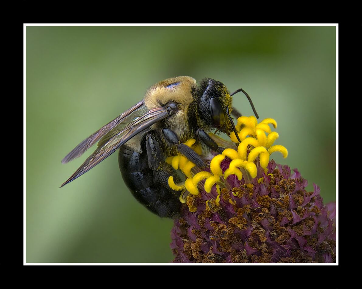 Bee, Butterfly & Train: Was out this week chasing Bees, Butterfly & a ...