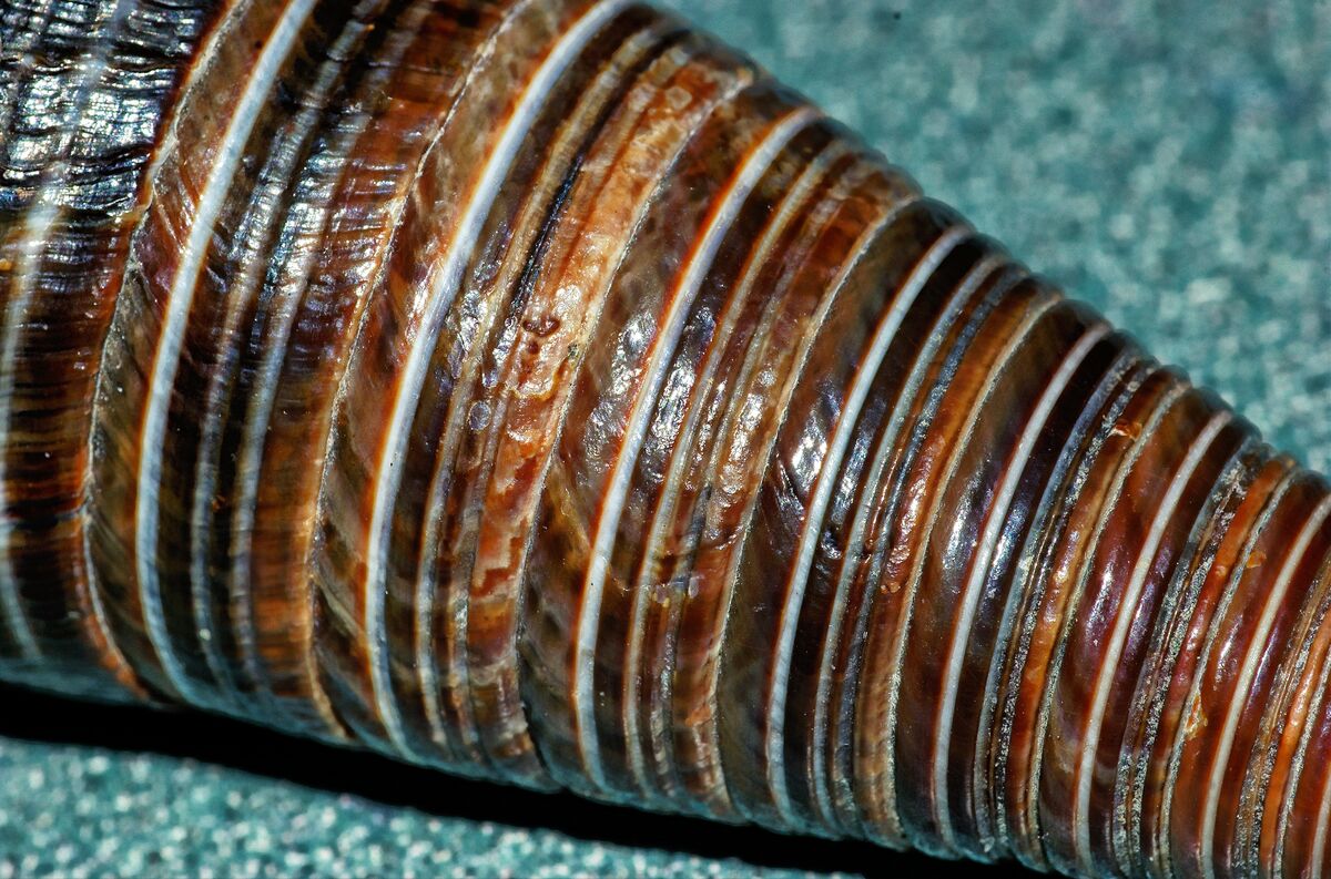 An Interesting Shell: For your perusal and/or enjoyment :sm04:...