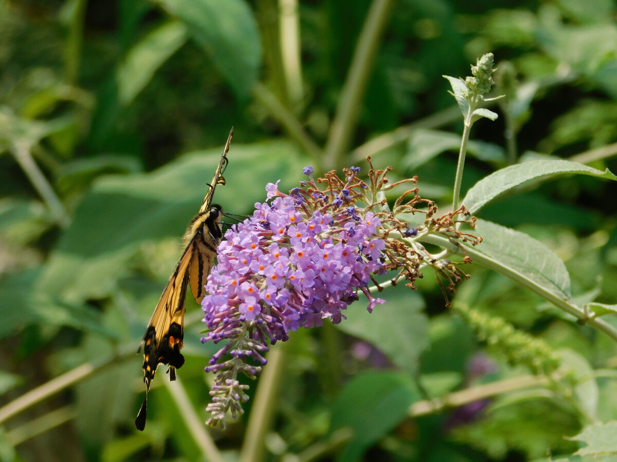 The Nimble Butterfly: The Yellow Swallowtail Butterflies were hard at ...