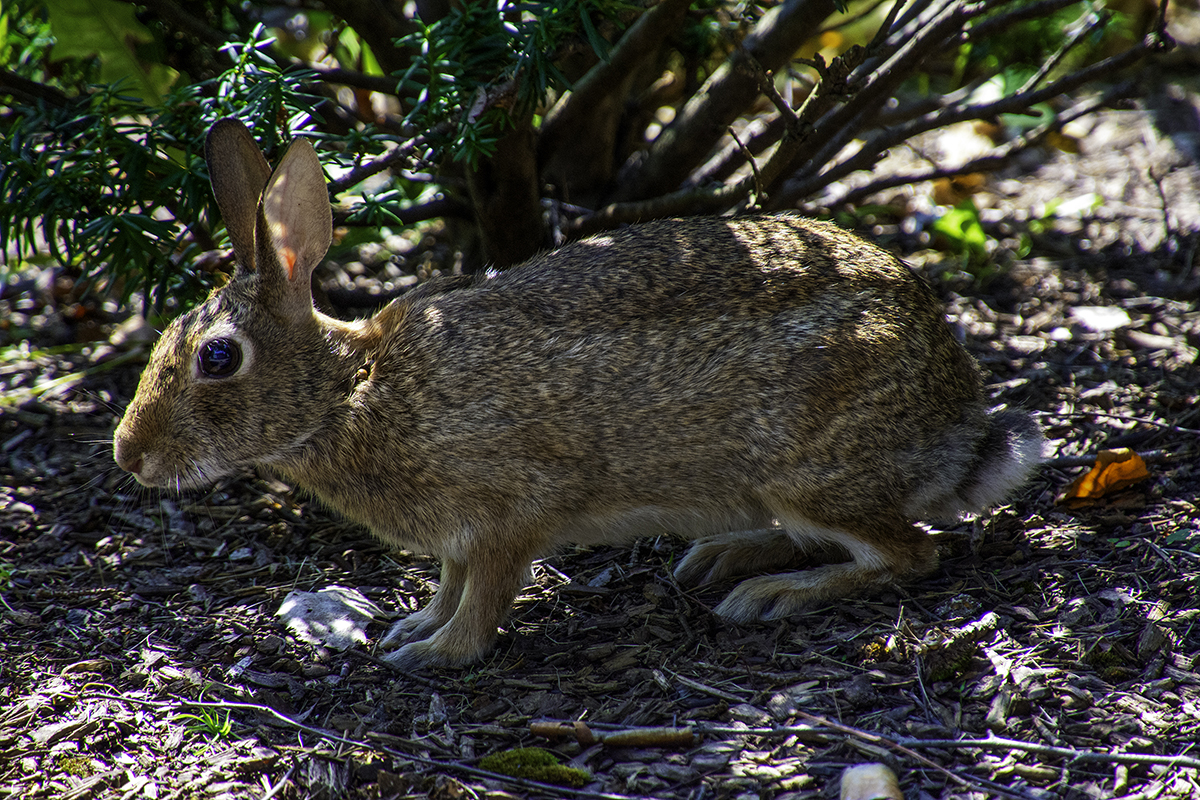 Rabbit Looking at Me: If you look close you can see my reflection in ...