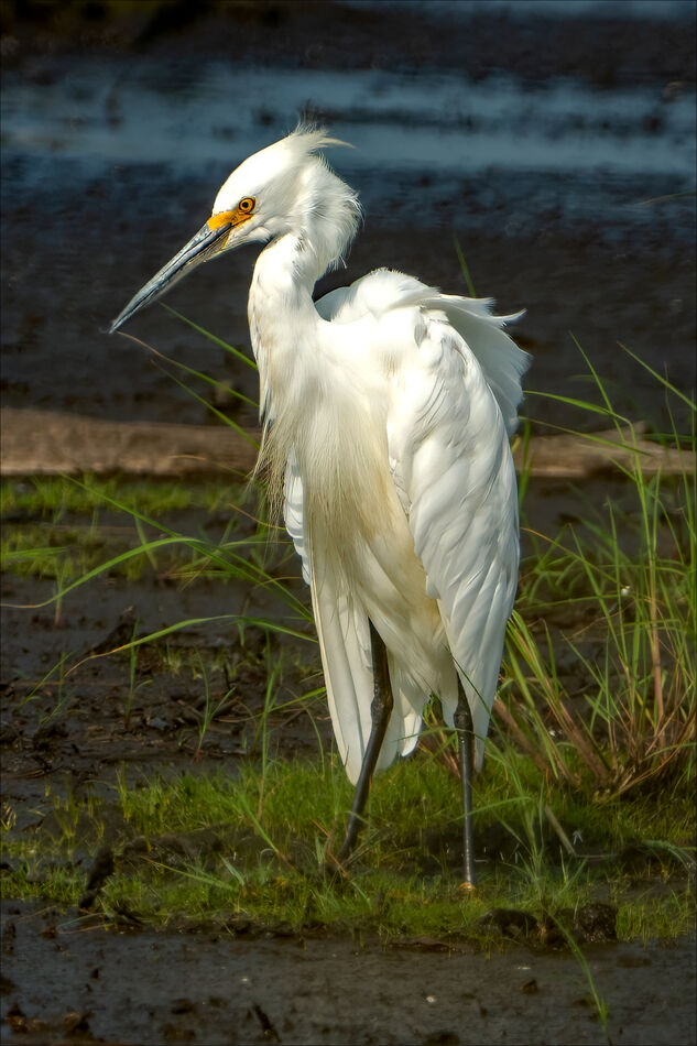 Bombay Hook Egrets: A selection of photos of great and snowy egrets ...