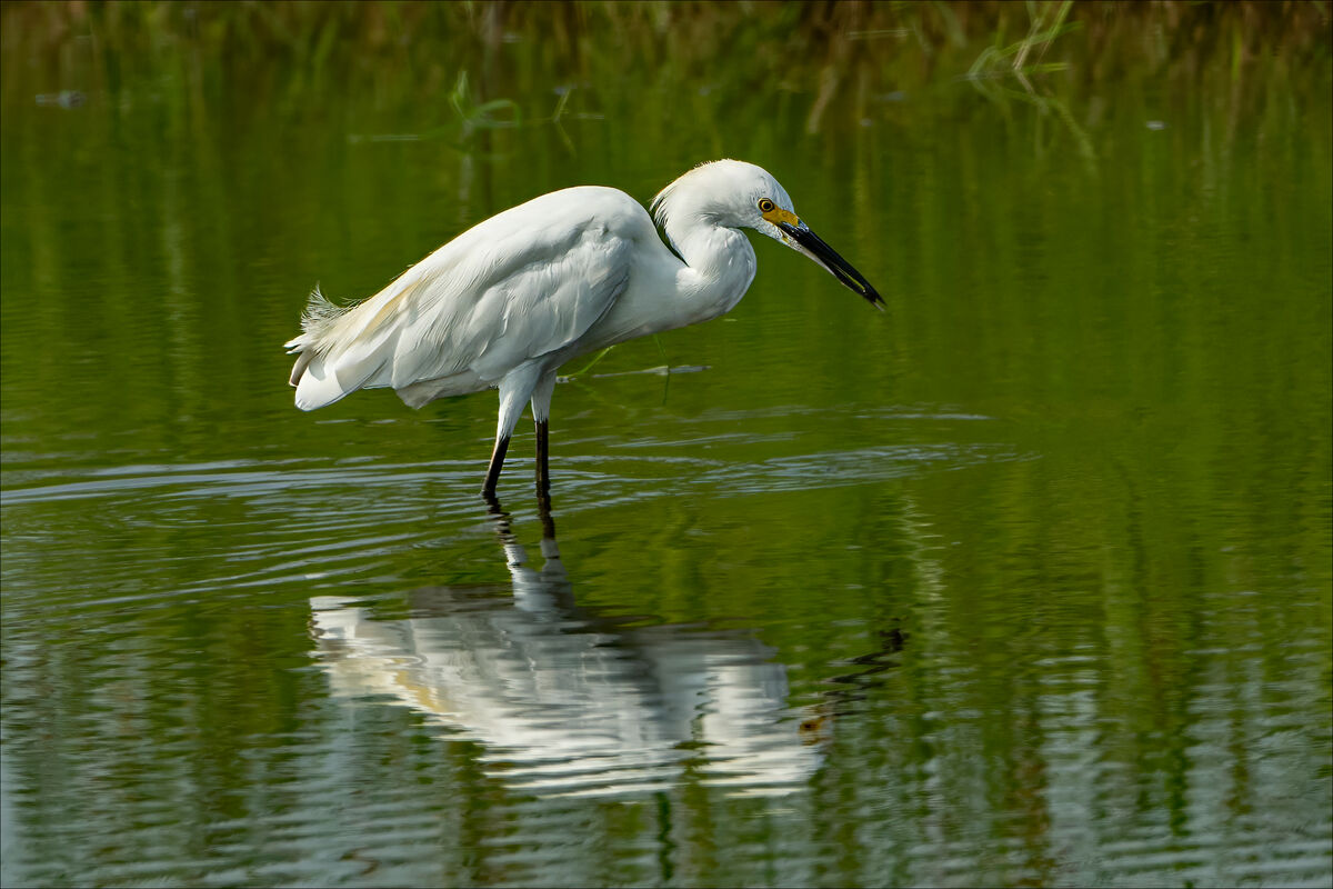 Bombay Hook Egrets: A selection of photos of great and snowy egrets ...