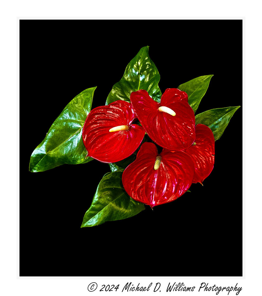 SmartPhone Anthurium and Orchid Flowers: After a regular DSLR flower ...