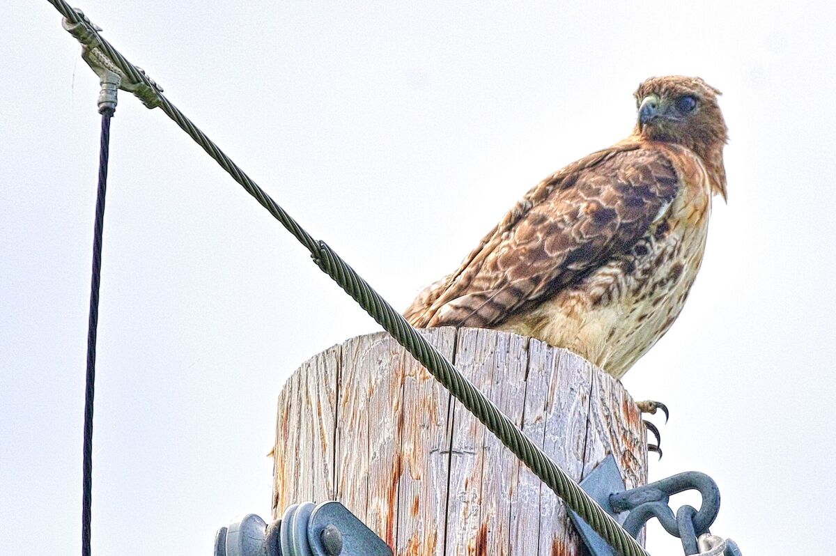 Gorgeous Hawk: Against a sky that's white as milk 🍼🍼🍼 And such is life 🥸...