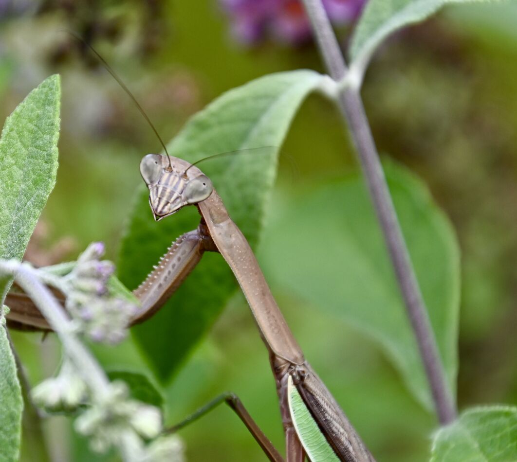 Praying Mantis: I found this in my garden yesterday. I had so much ...