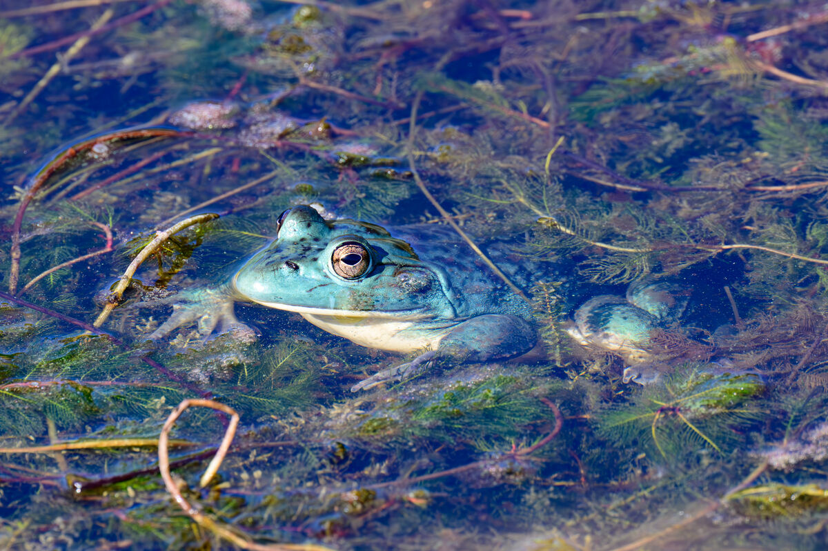 Another one in a million blue bullfrog! Perhaps the same frog I shot ...