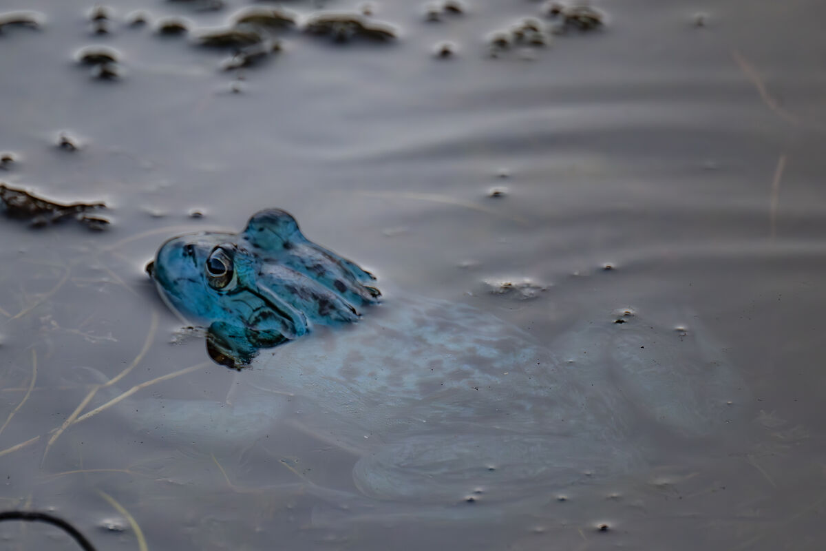 Another one in a million blue bullfrog! Perhaps the same frog I shot ...