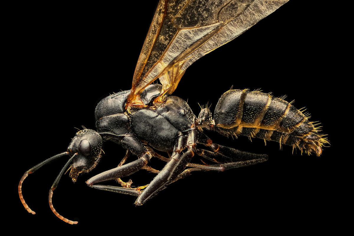 Macro - Flying Ant: This is an image of my preserved "flying ant" that ...
