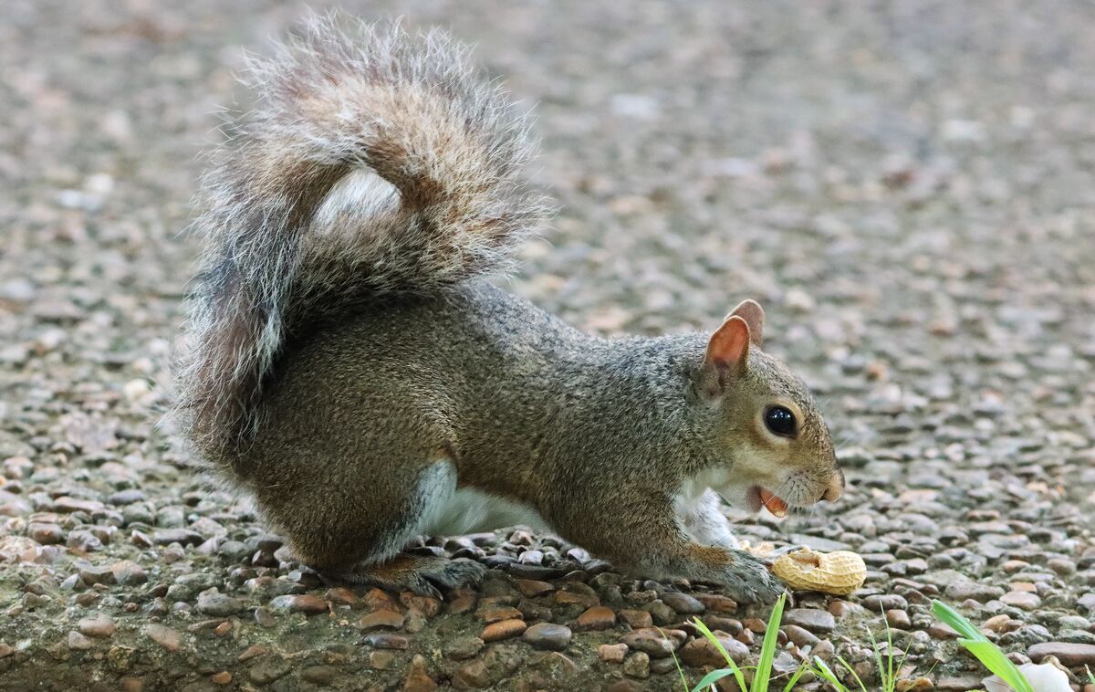 A religious squirrel cult? Some of you might remember this first guy ...