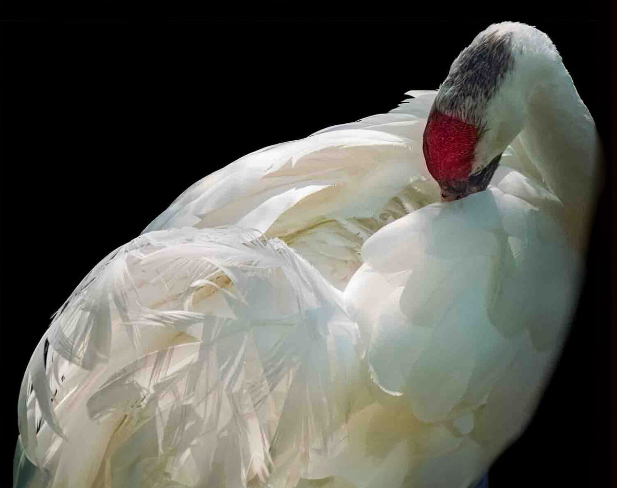 sunlight on my feathers make me happy: Another from my practice of ...
