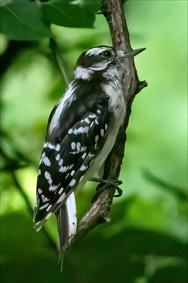 Birds of Blue Bell, No. 63: The last of my July bird photos.