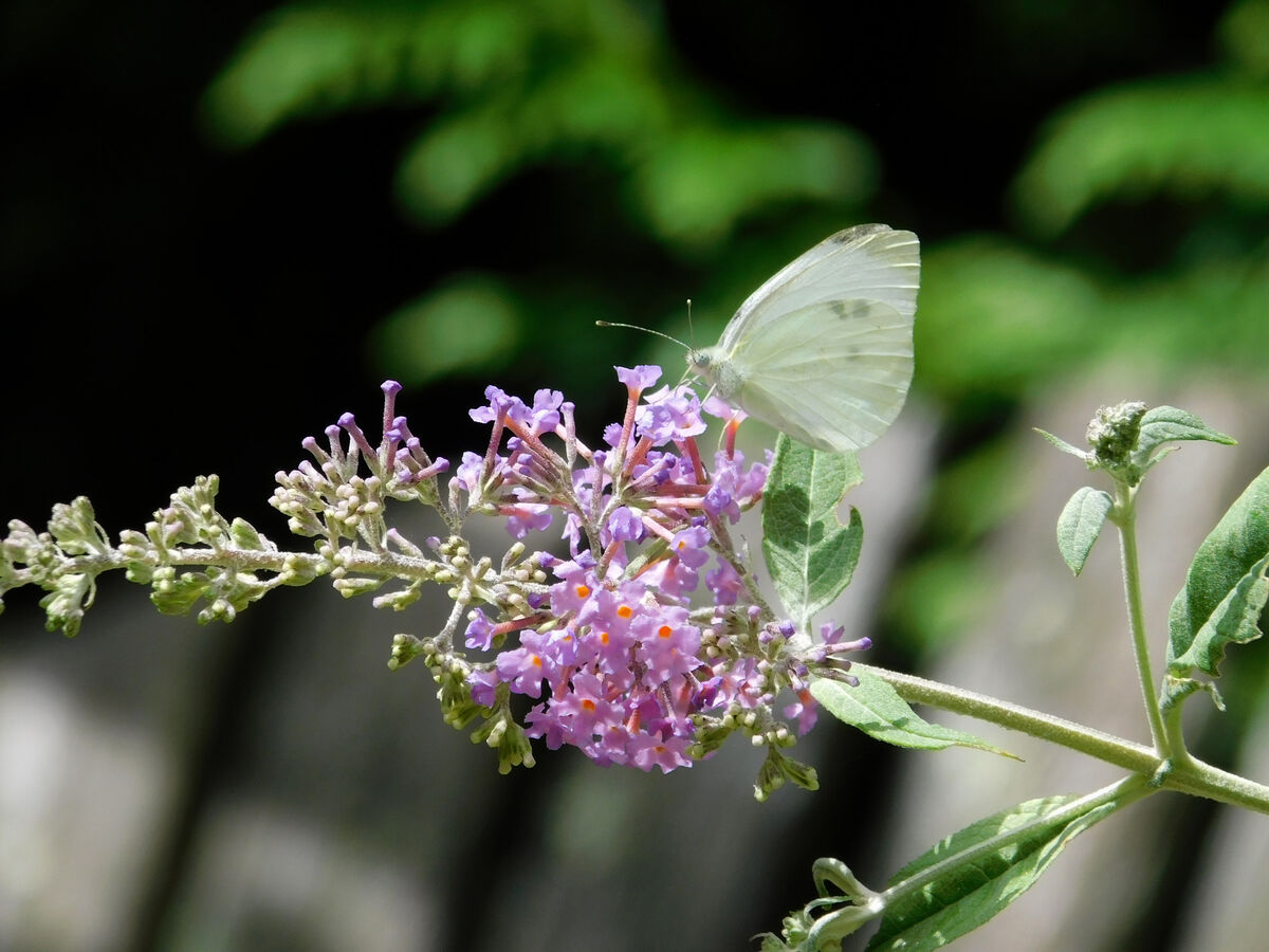 Butterflies at last! Butterflies have been scarce this year, so I was ...
